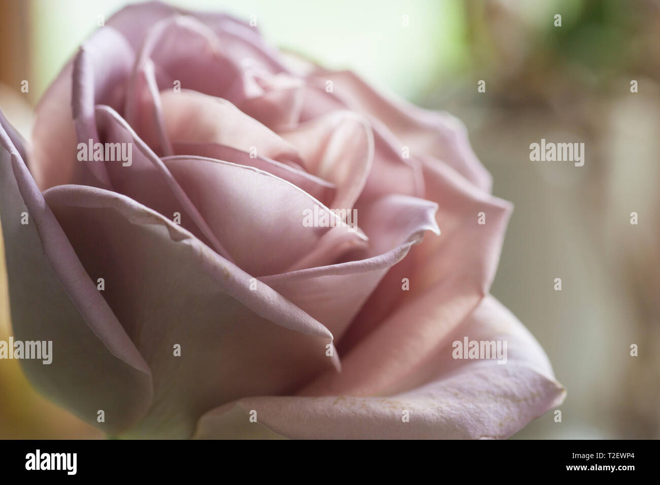 Dusky rose pink flowers hi-res stock photography and images - Alamy