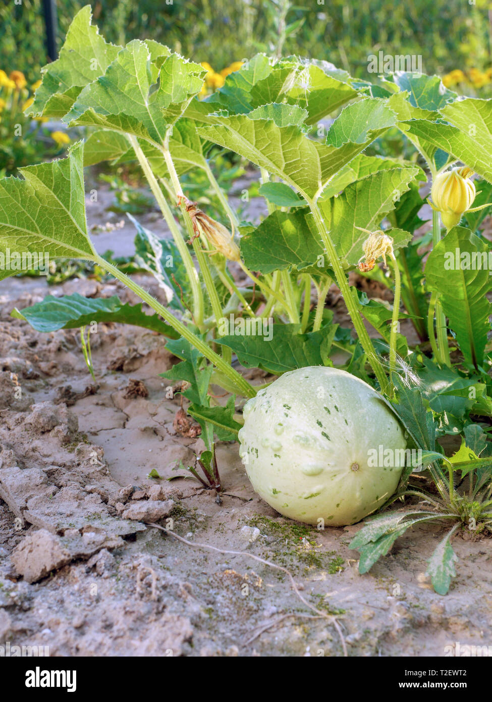 Organic turnip cabbage growing on domestic garden patch Stock Photo - Alamy