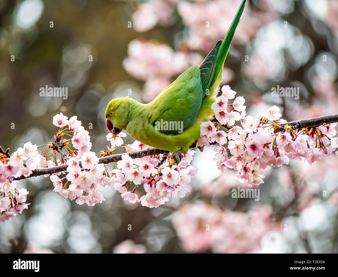 A rose ringed parakeet, psittacula krameri, eats Japanese cherry ...