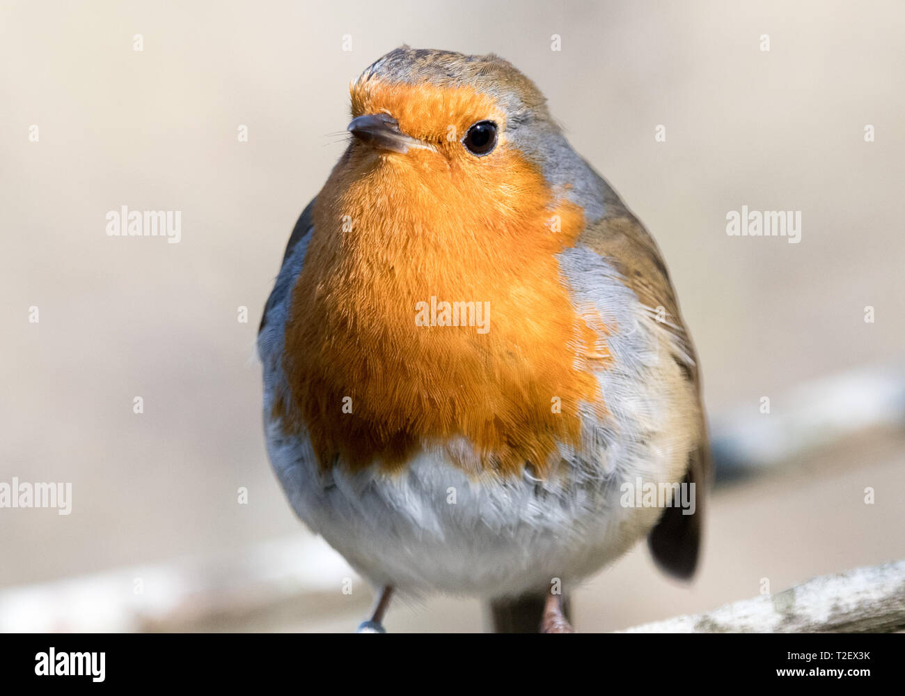 Symbol of the rspb hi-res stock photography and images - Alamy