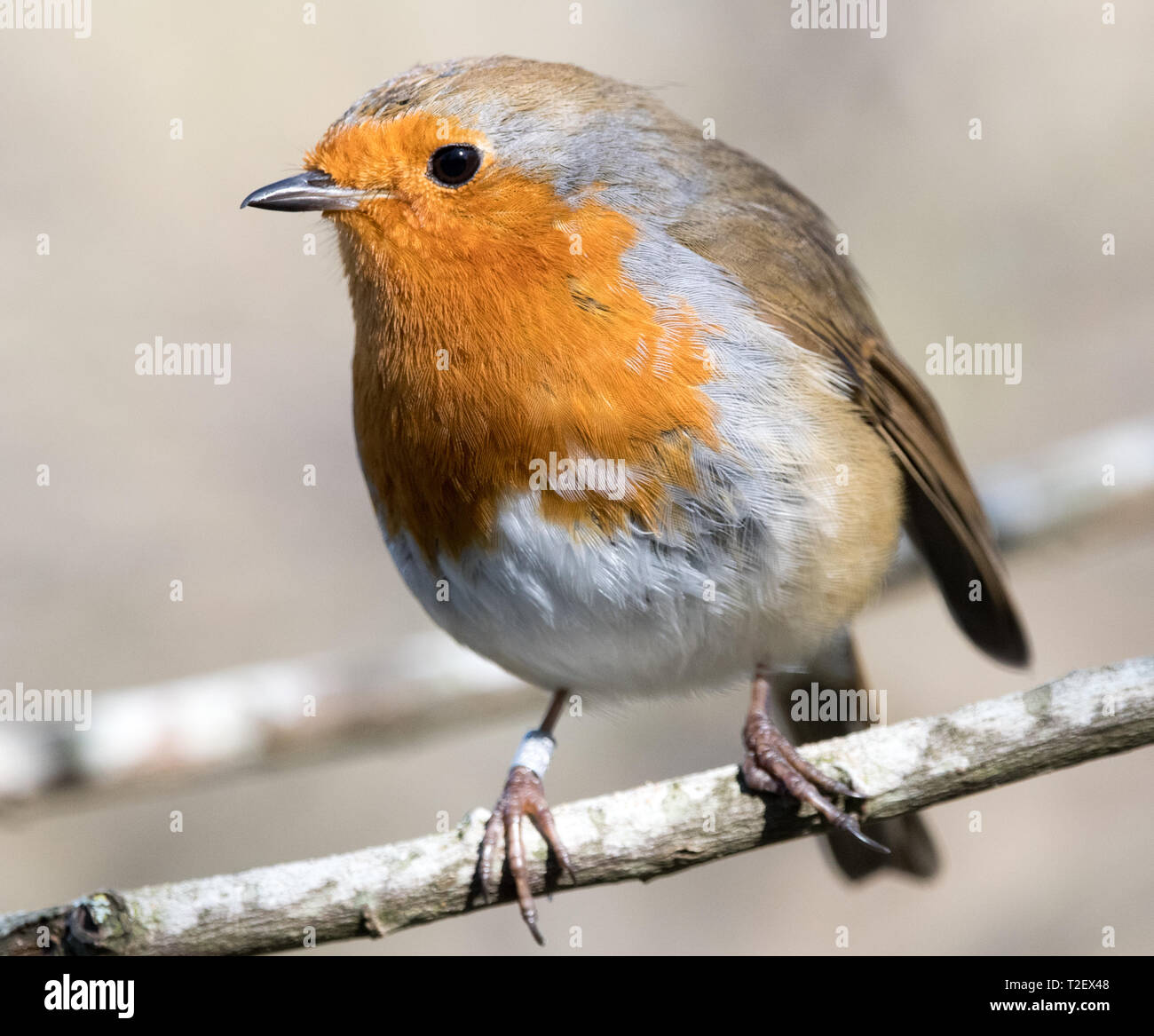 Rspb symbol hi-res stock photography and images - Alamy
