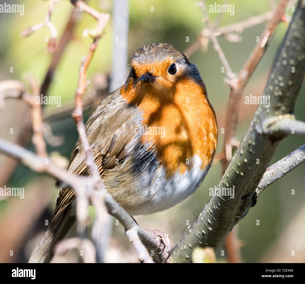 European Robin (Erithacus rubecula Stock Photo - Alamy