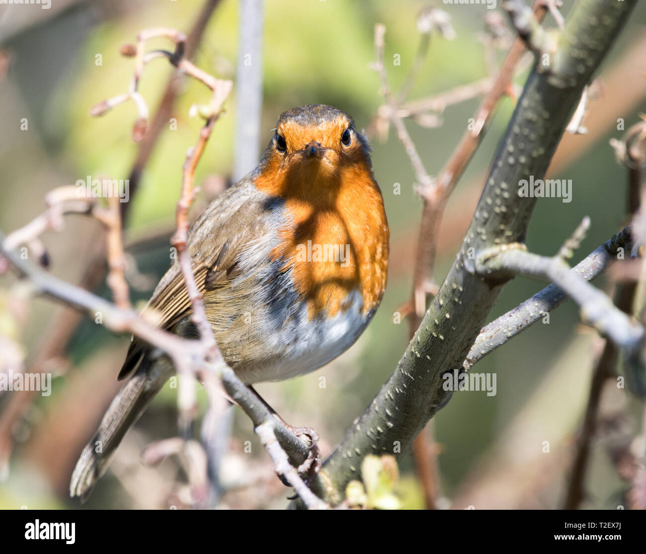 Rspb symbol hi-res stock photography and images - Alamy