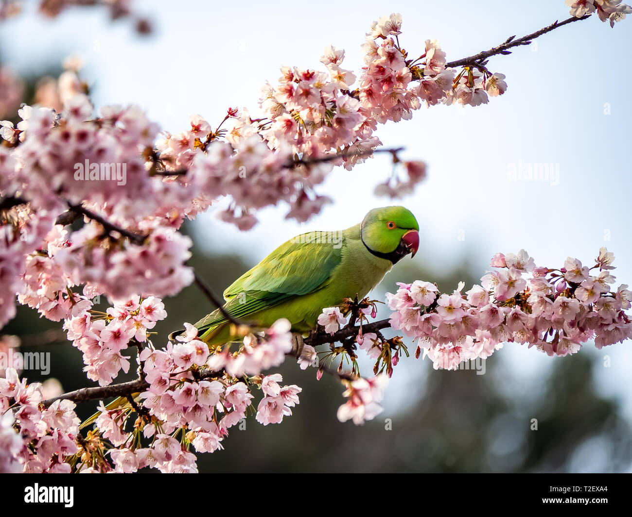 A rose ringed parakeet, psittacula krameri, eats Japanese cherry ...