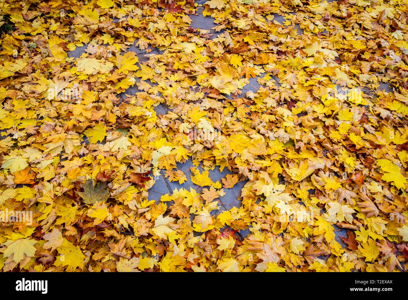 Orange autumn leaves on asphalt Stock Photo - Alamy