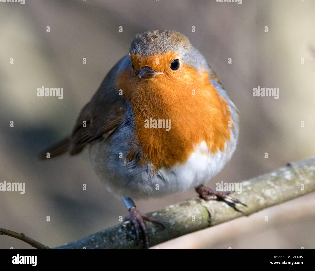Symbol of the rspb hi-res stock photography and images - Alamy