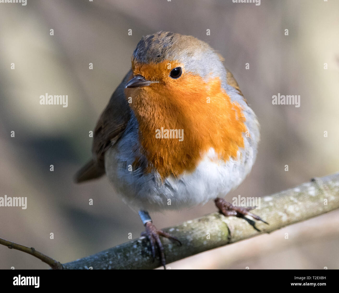 Symbol of the rspb hi-res stock photography and images - Alamy
