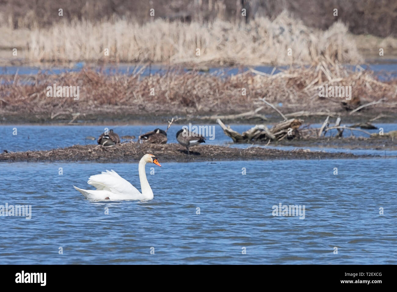Sleeping geese hi-res stock photography and images - Alamy