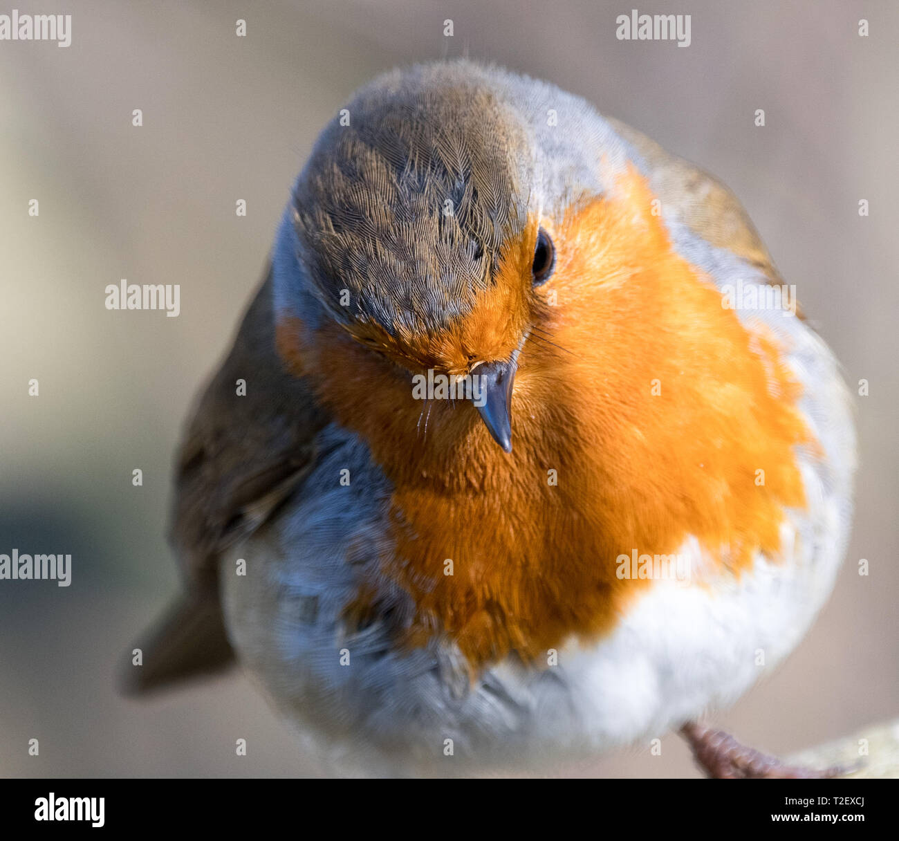 Rspb symbol hi-res stock photography and images - Alamy
