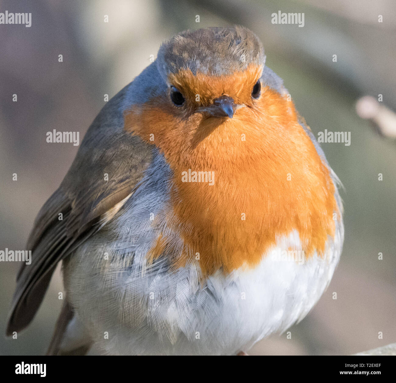 Rspb symbol hi-res stock photography and images - Alamy