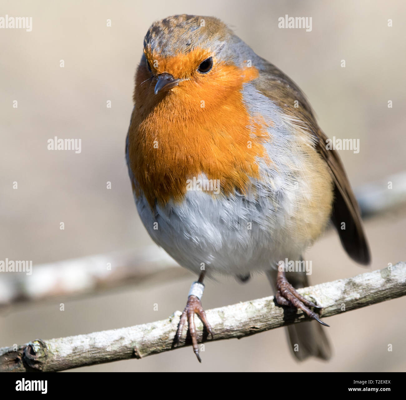 Rspb symbol hi-res stock photography and images - Alamy