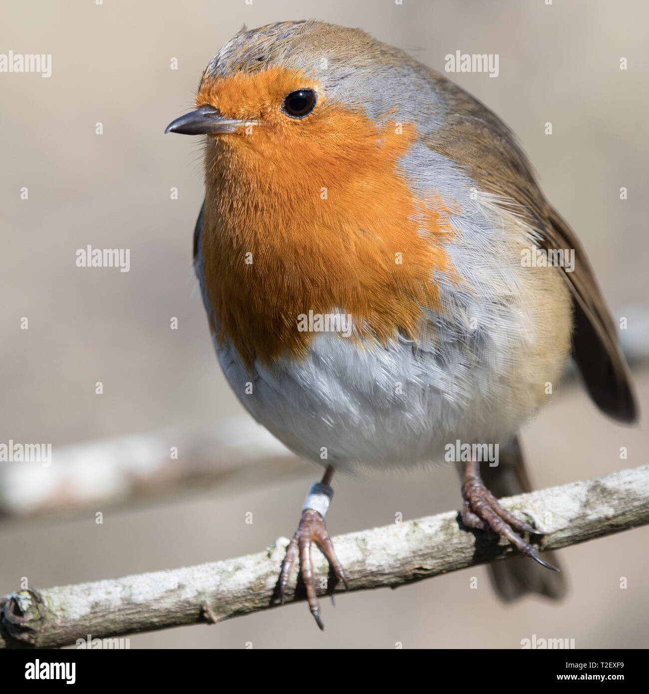 Rspb symbol hi-res stock photography and images - Alamy