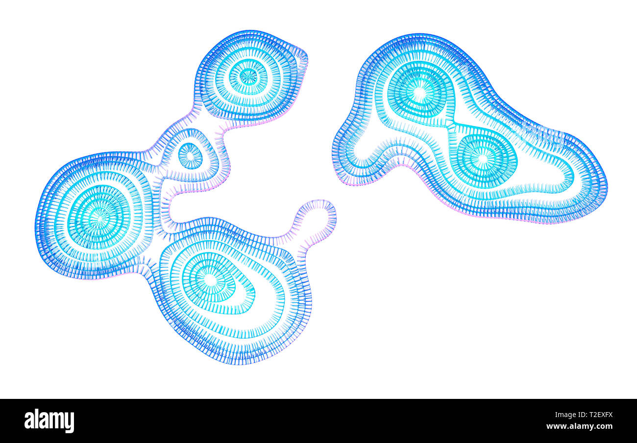 Cells Undergoing Mitosis, The Process Of Cell Division And ...