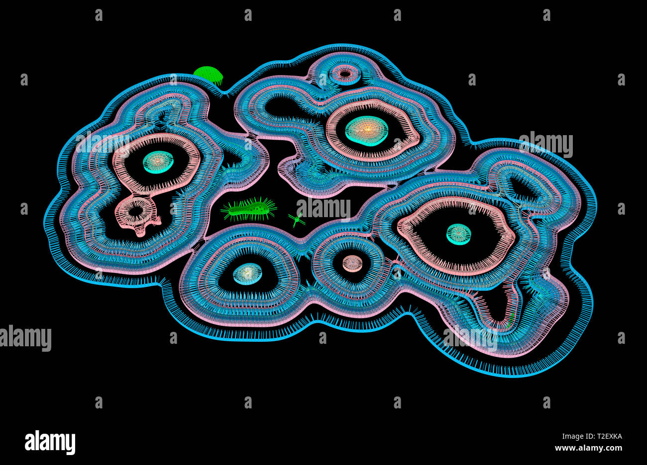 Virus Attached To Cell Outer Membrane And Its RNA Spreading Inside The ...