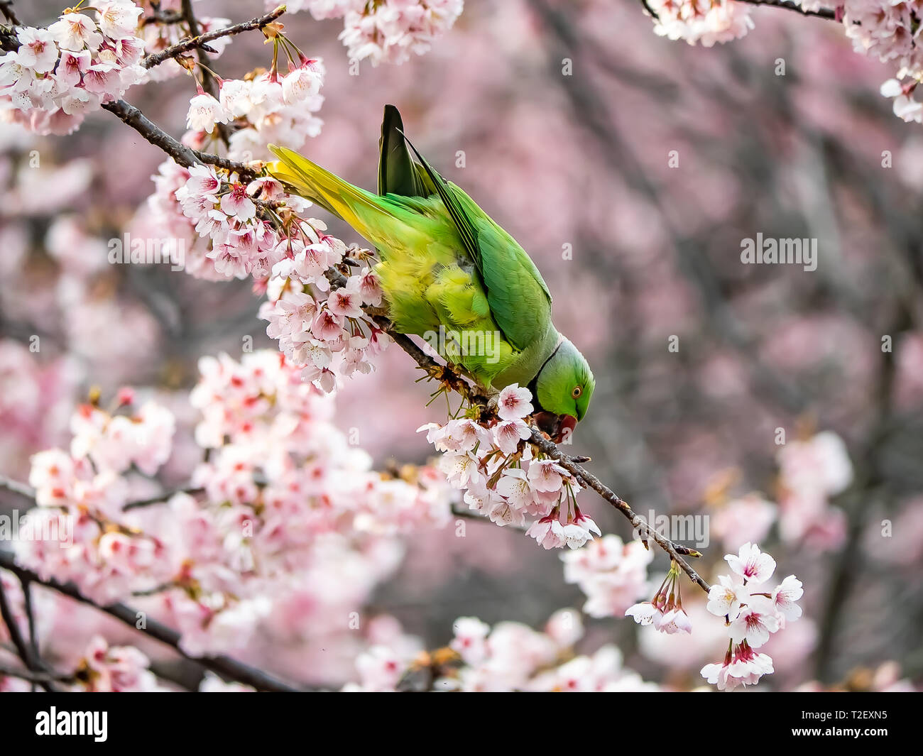 A rose ringed parakeet, psittacula krameri, eats Japanese cherry ...