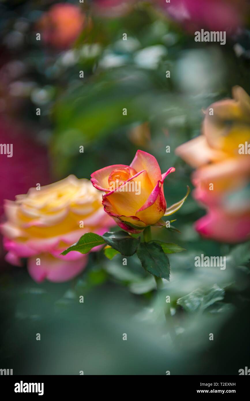 Pink test hi-res stock photography and images - Alamy