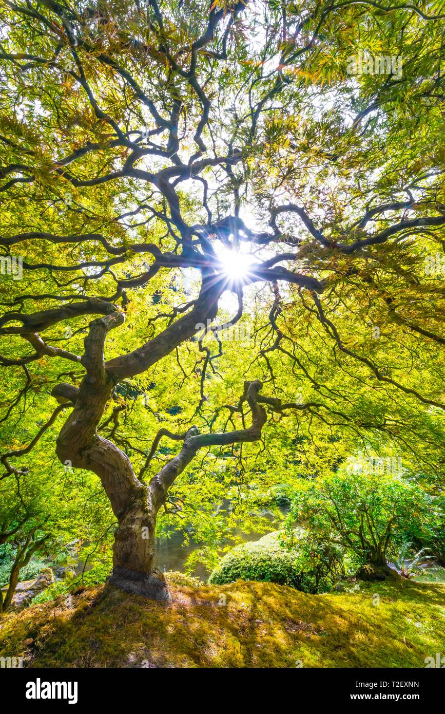 Downy Japanese Maple (Acer japonicum), Japanese Garden, Portland ...