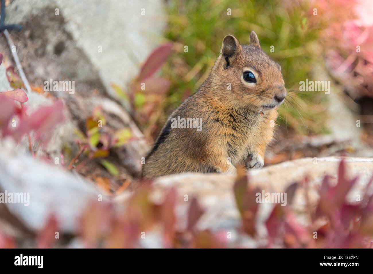 Ground squirrel hi-res stock photography and images - Alamy