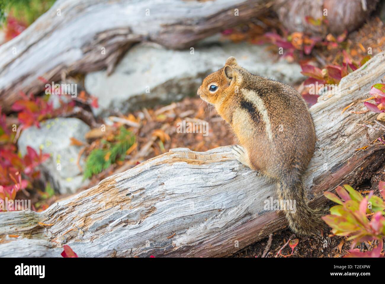Golden-mantled ground squirrel (Callospermophilus lateralis) sits on a ...