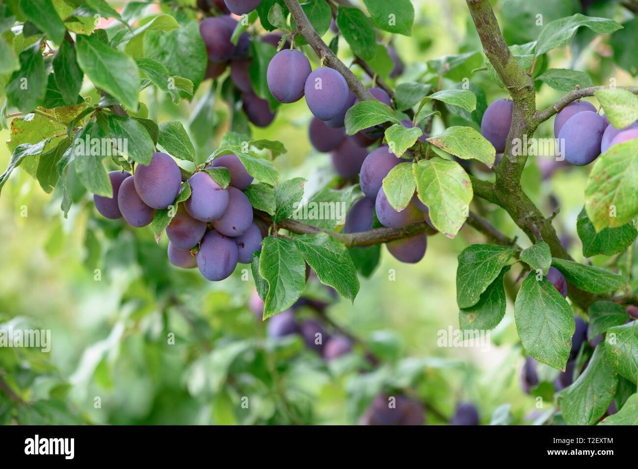 Ripe plums prunus domestica hanging on tree hi-res stock photography ...