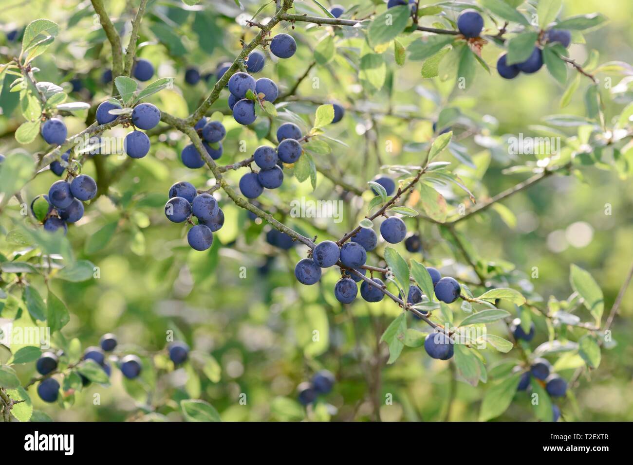 Ripe fruits of Blackthorn (Prunus spinosa), North Rhine-Westphalia ...