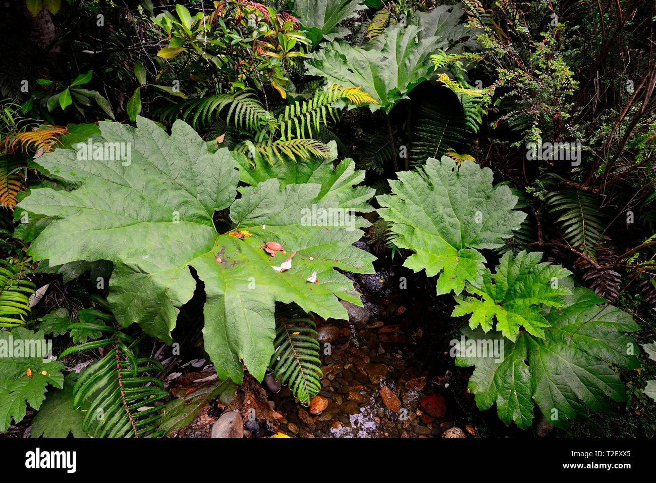 Giant rhubarb (Gunnera manicata) in the temperate rainforest, Parque ...