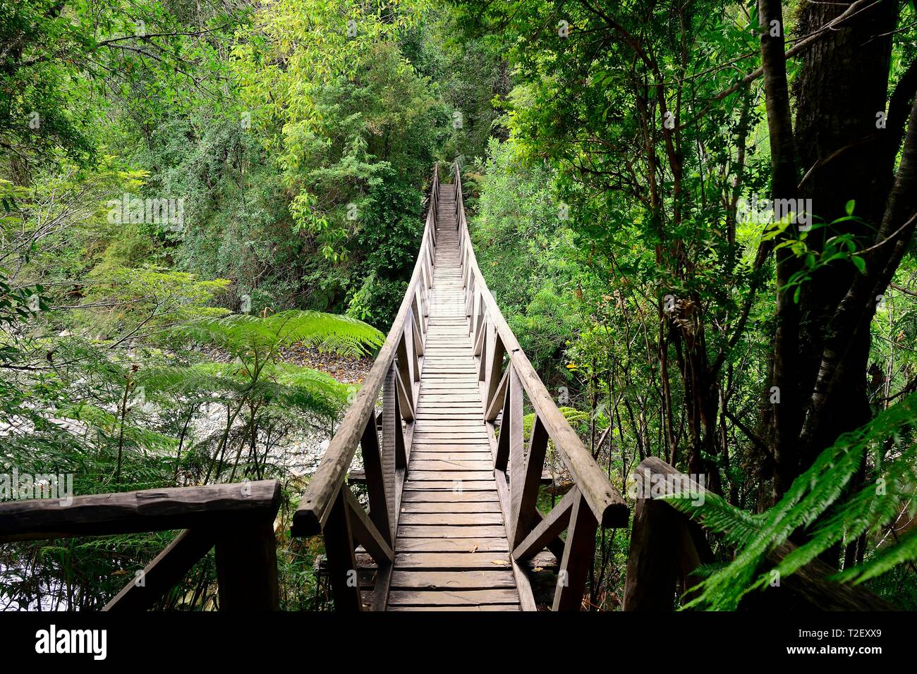 Wooden bridge over a stream in the temperate rainforest, Parque Pumalin ...