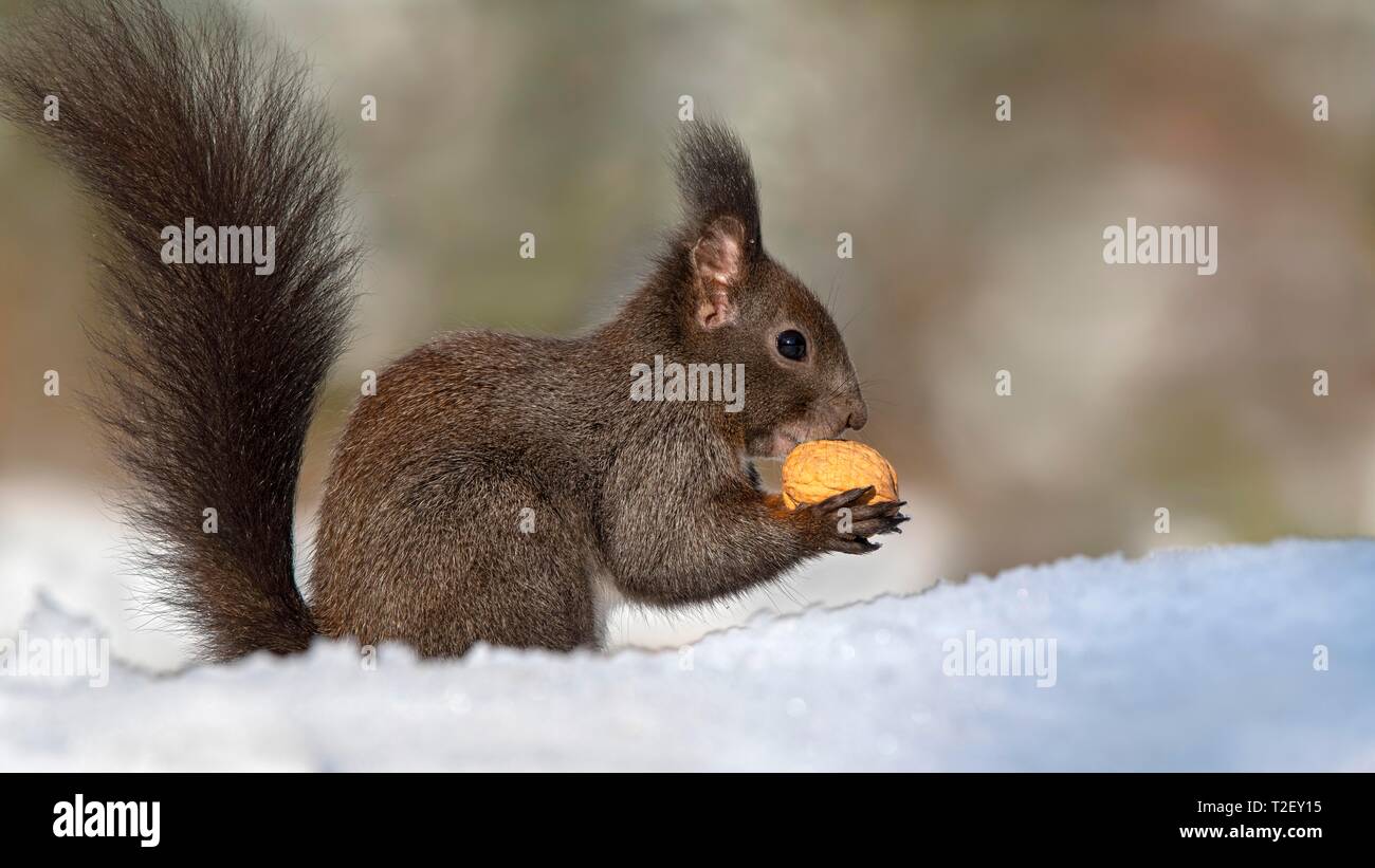Red squirrel paws hi-res stock photography and images - Alamy