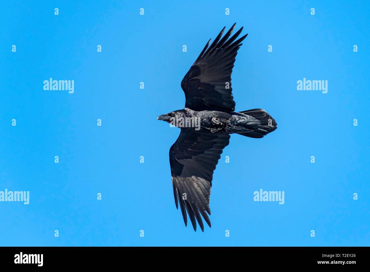 Common raven (Corvus corax), flying in front of a blue sky, Austria ...