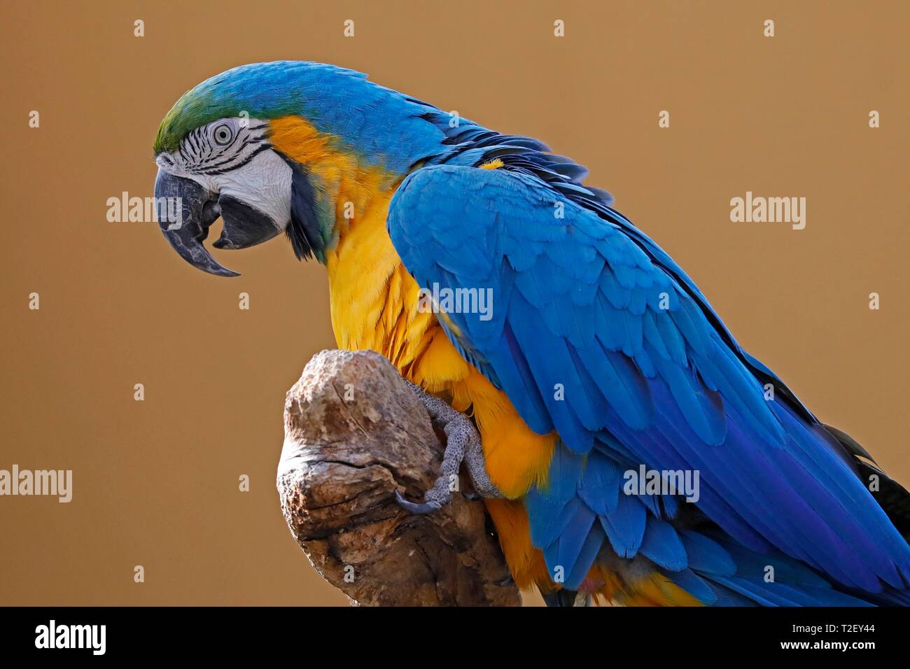 Blue and yellow macaw (Ara ararauna), captive, Germany Stock Photo - Alamy