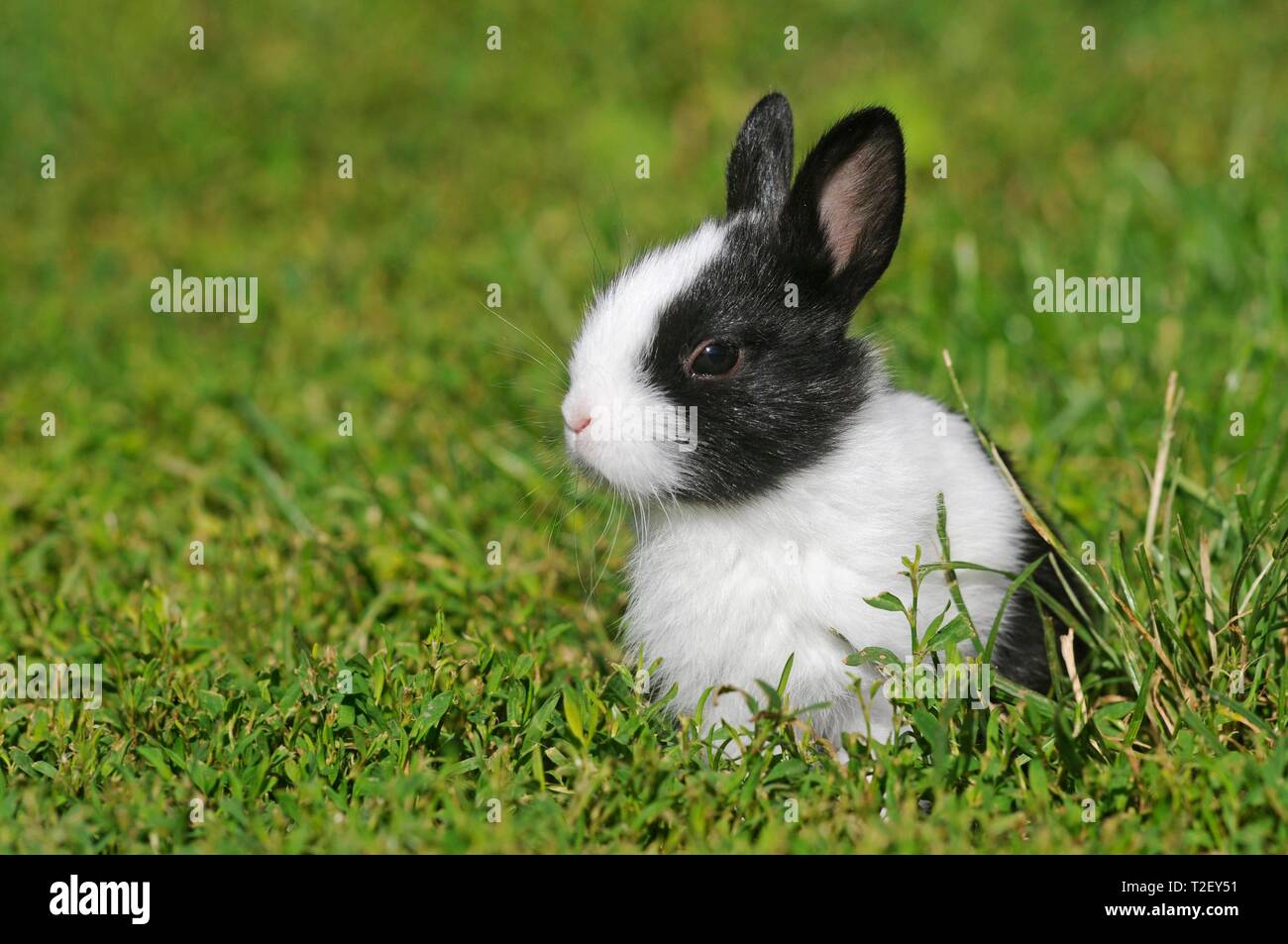 Dwarf rabbit, short-haired, black and white, 5 weeks, sitting in meadow ...