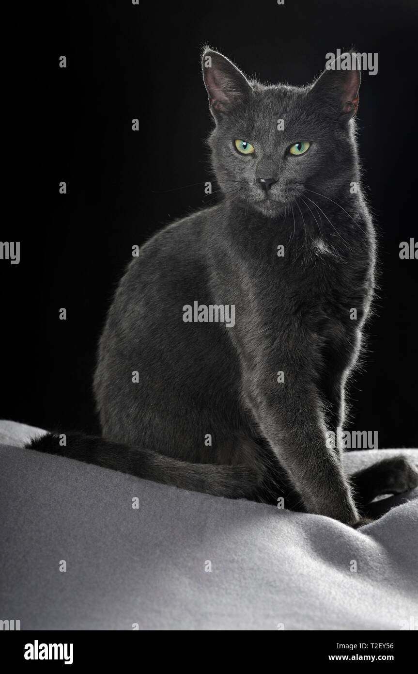 Grey tomcat hi-res stock photography and images - Alamy