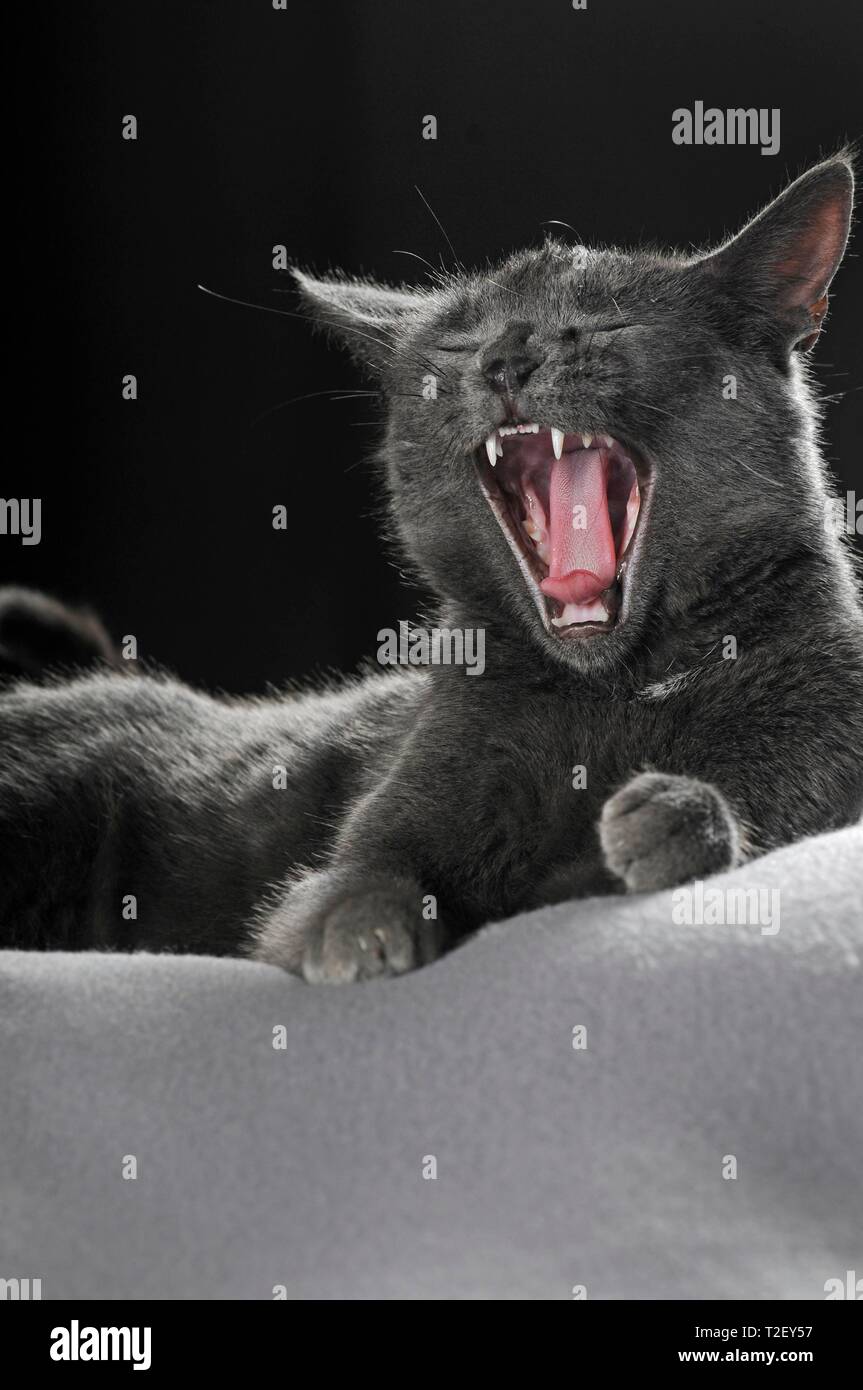 Russian Blue, tomcat, lying on grey blanket and yawning, Austria Stock ...