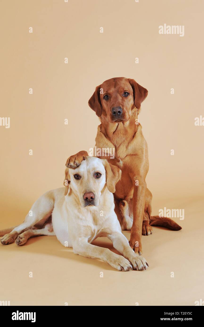 Paw on head hi-res stock photography and images - Alamy