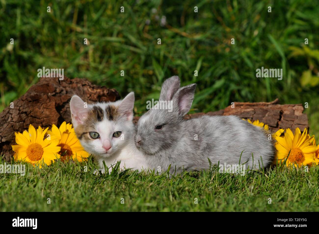 Bunny And Cat Mix