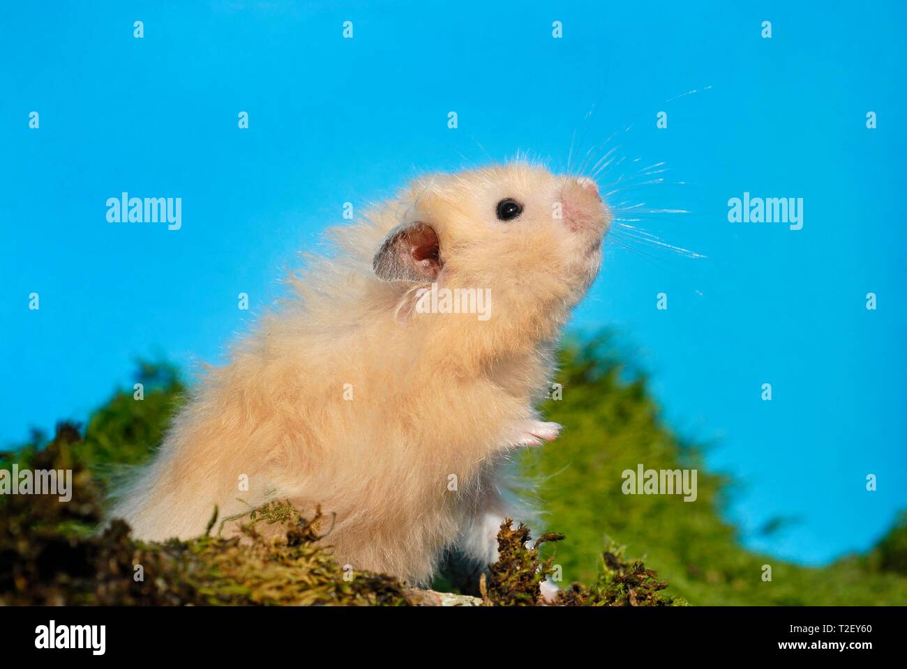 Teddy hamster hi-res stock photography and images - Alamy