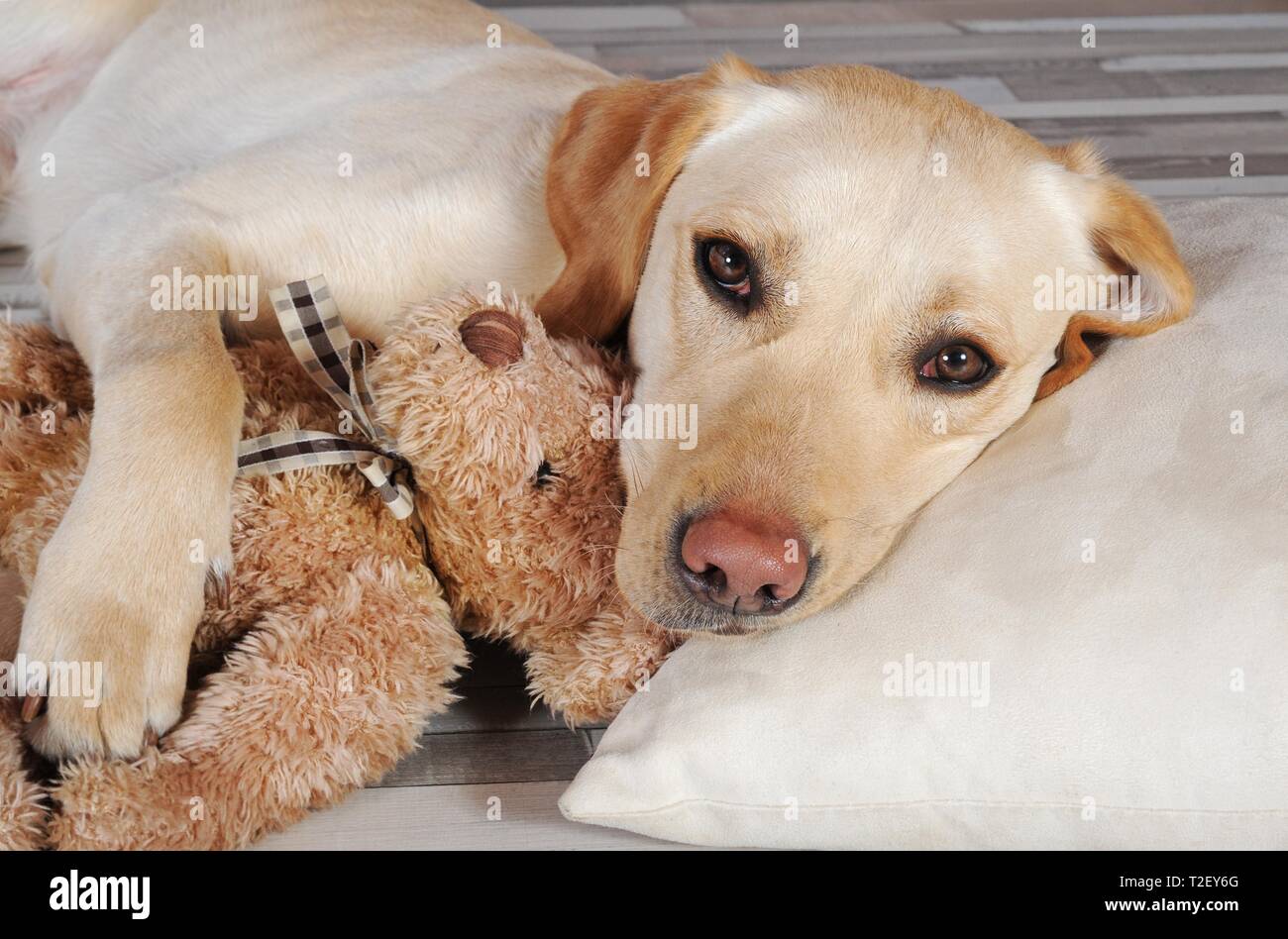 Male cuddles with teddy bear hi-res stock photography and images - Alamy