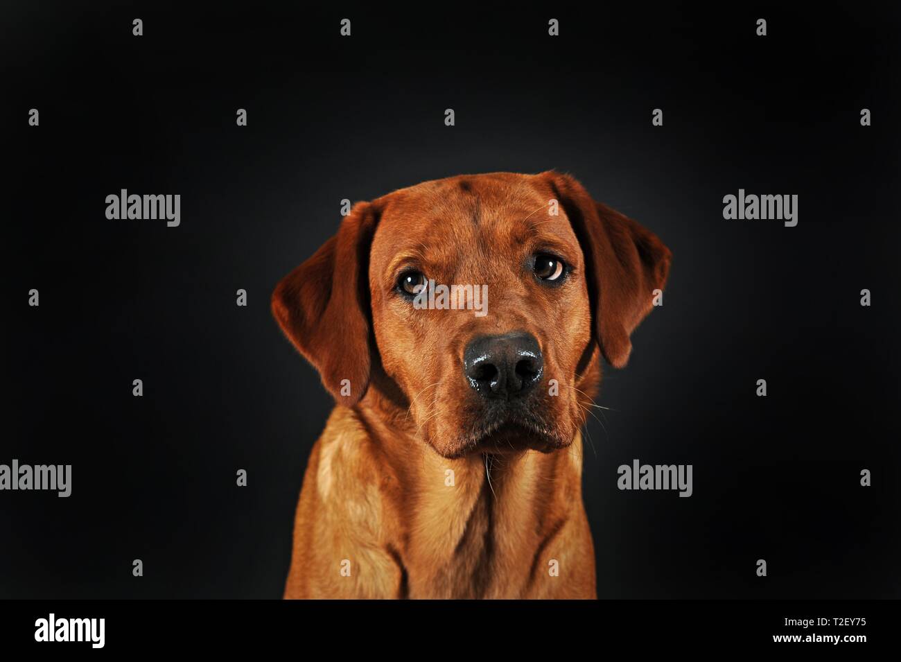 Labrador Retriever, yellow, male, looks sad, animal portrait, Austria ...
