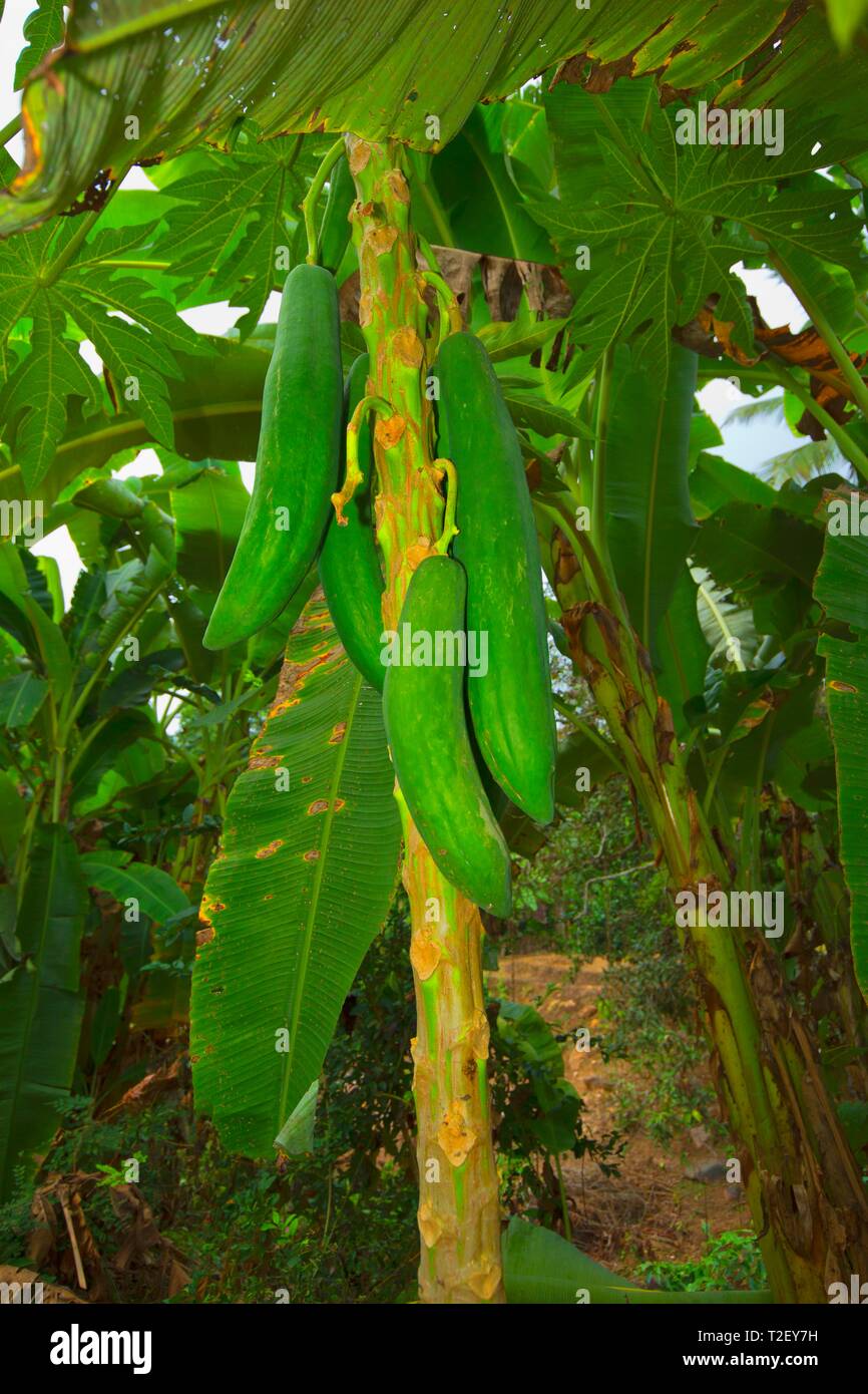 Long green papaya carica papaya at tree hi-res stock photography and ...
