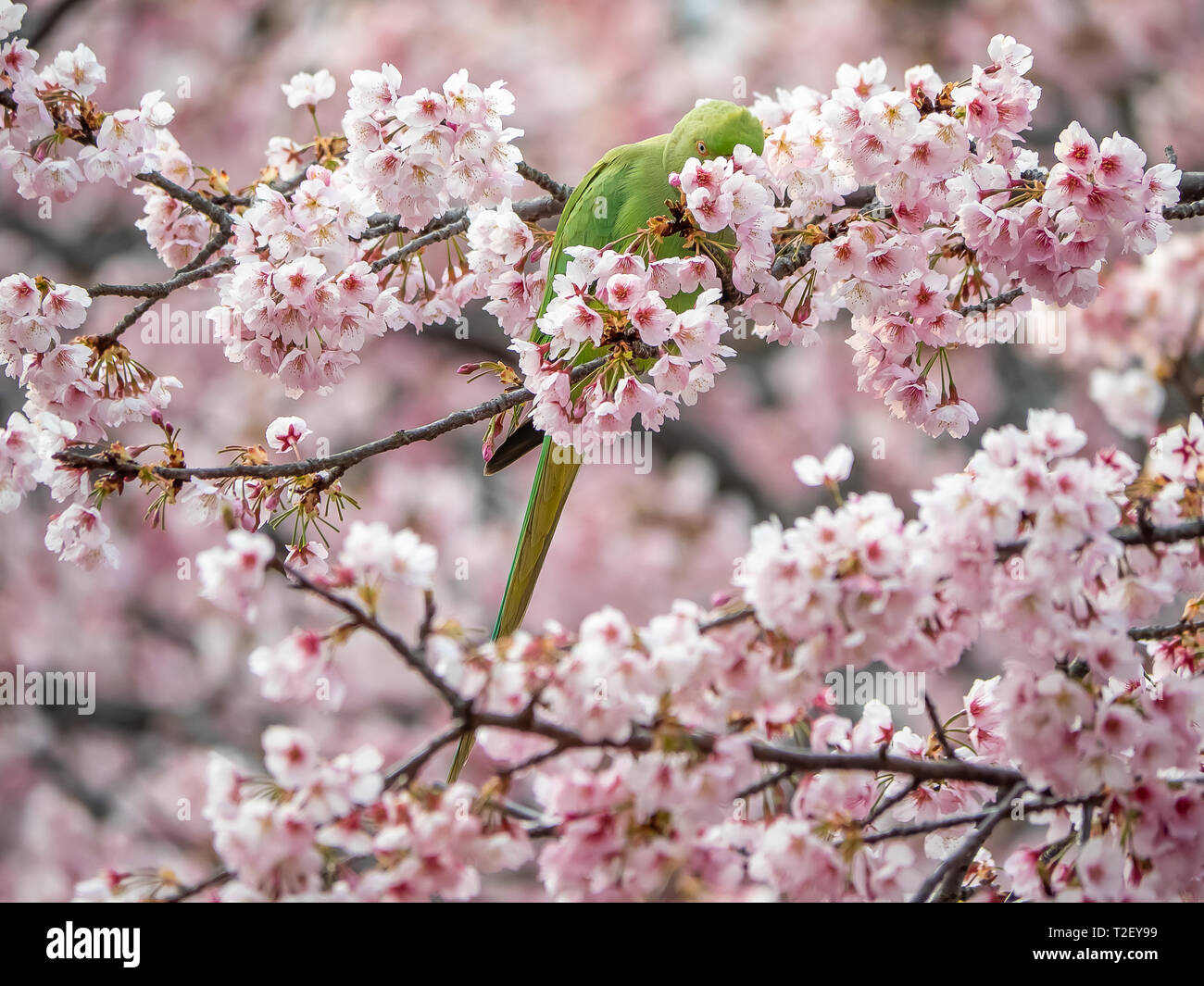 A rose ringed parakeet, psittacula krameri, eats Japanese cherry ...