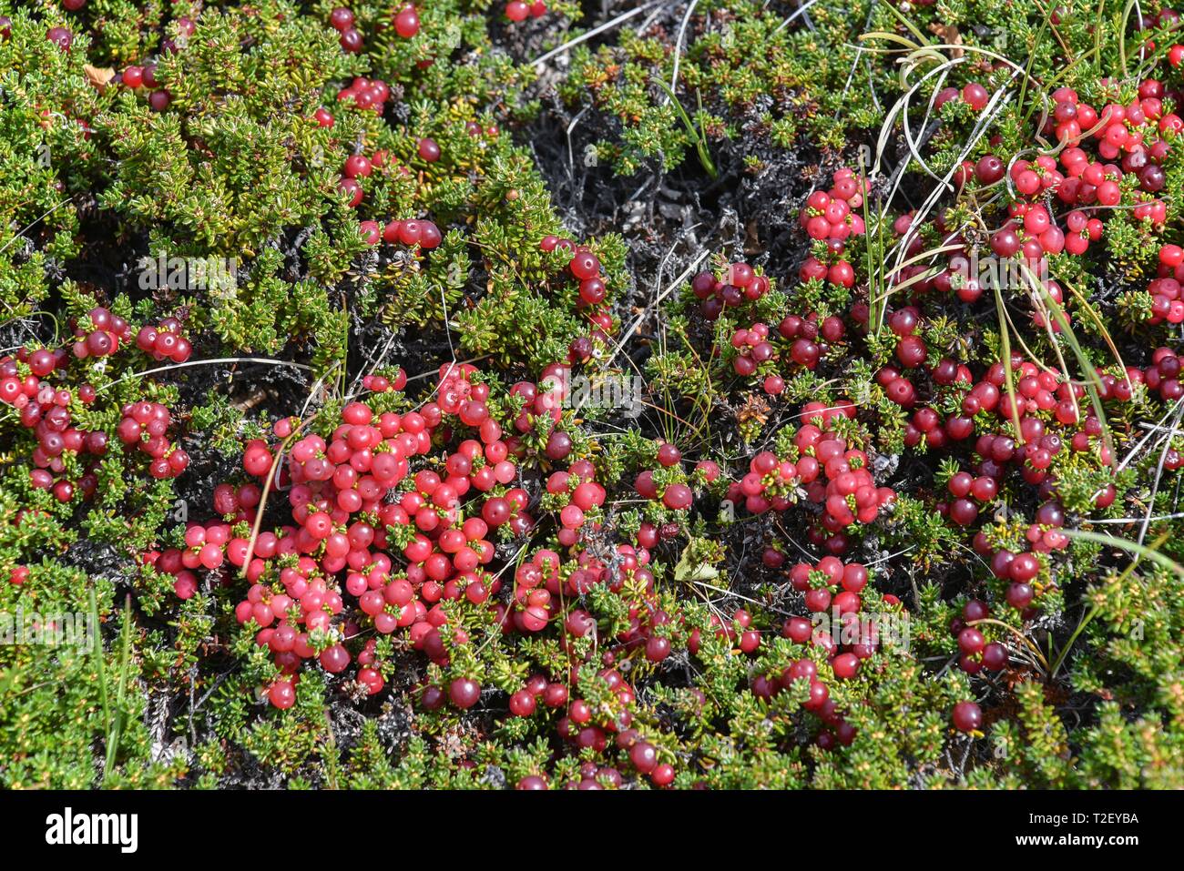 Crowberry empetrum rubrum hi-res stock photography and images - Alamy