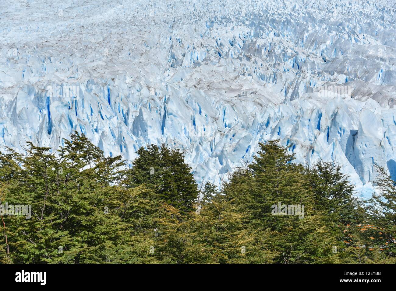 Andes Ice Forest
