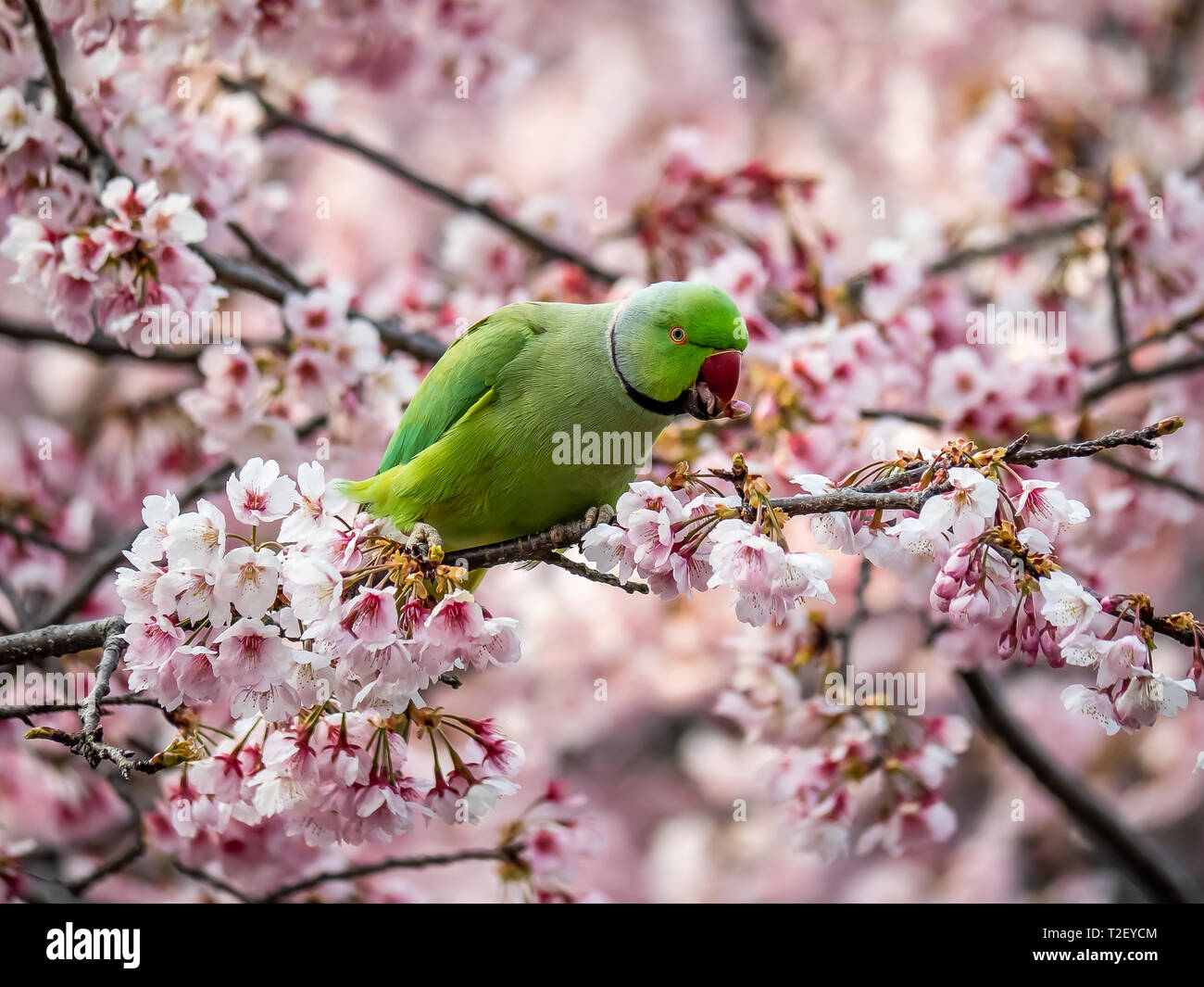 A rose ringed parakeet, psittacula krameri, eats Japanese cherry ...