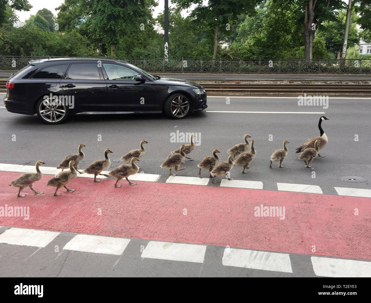Goose march of a goose family hi-res stock photography and images - Alamy