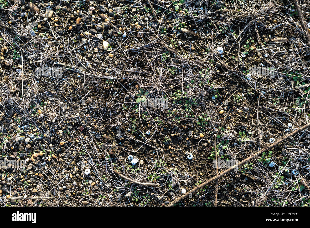 Brushwoods hi-res stock photography and images - Alamy