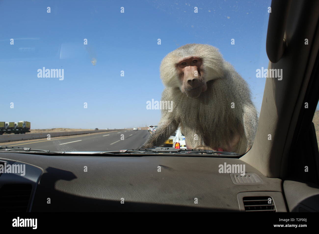 Monkey by car hi-res stock photography and images - Alamy