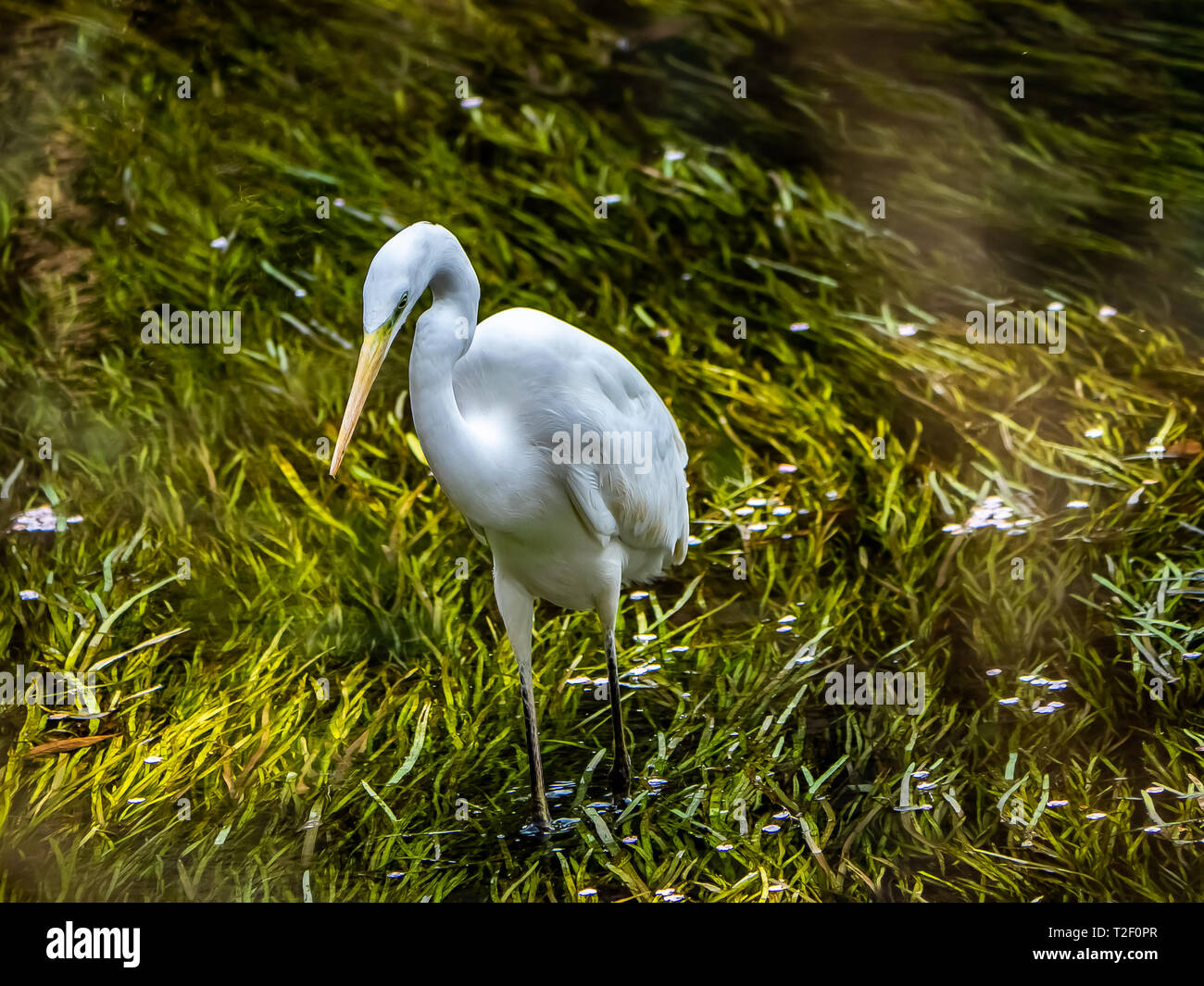 A Japanese little egret, Egretta garzetta, or kosagi in Japanese, wades ...