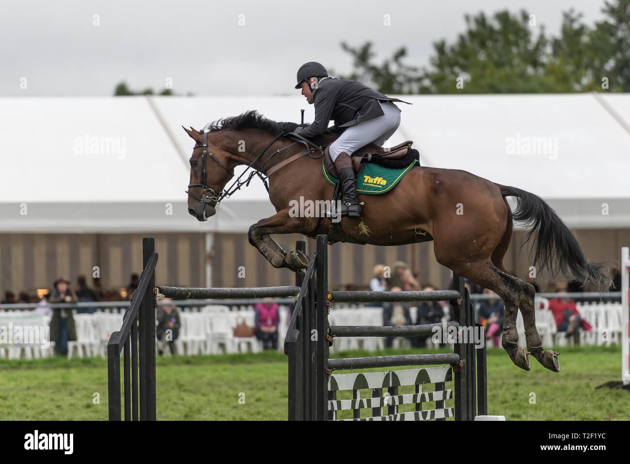 Show jumping bridle hi-res stock photography and images - Alamy