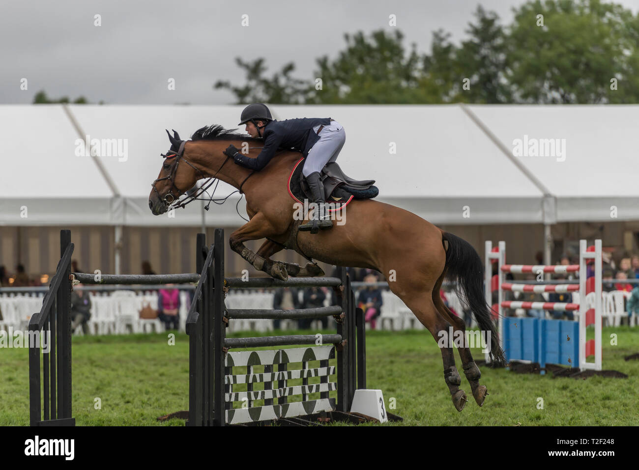 Showjumping rider hi-res stock photography and images - Alamy