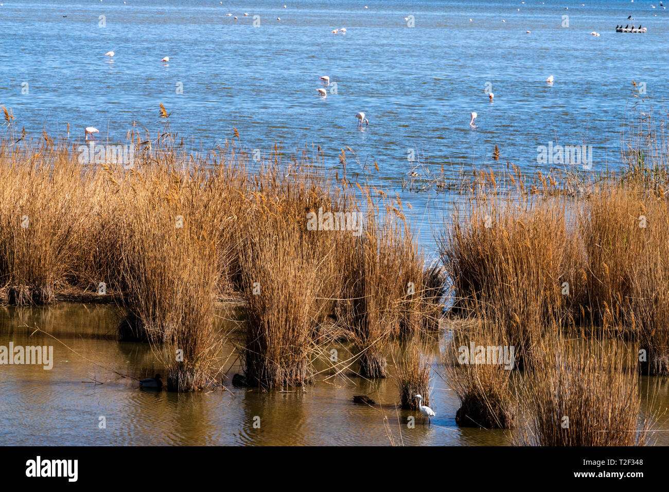 Ebro delta landscape hi-res stock photography and images - Alamy